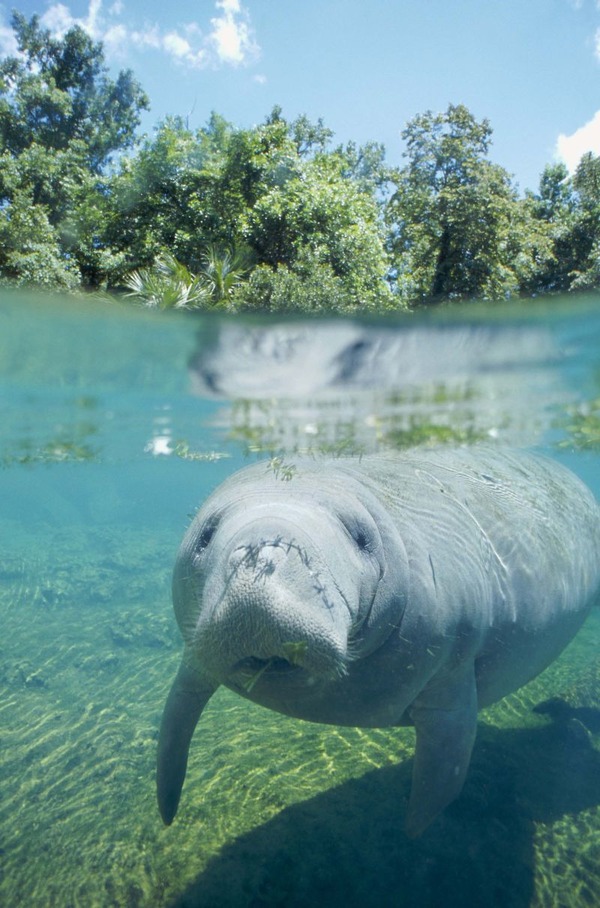 BBit-Japan、ネイチャードキュメンタリー「NATIONAL GEOGRAPHIC CHANNEL」を配信 | RBB TODAY